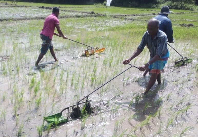 CSIAP Sri Lanka: The Cono Weeder is introduced to farmers in ...