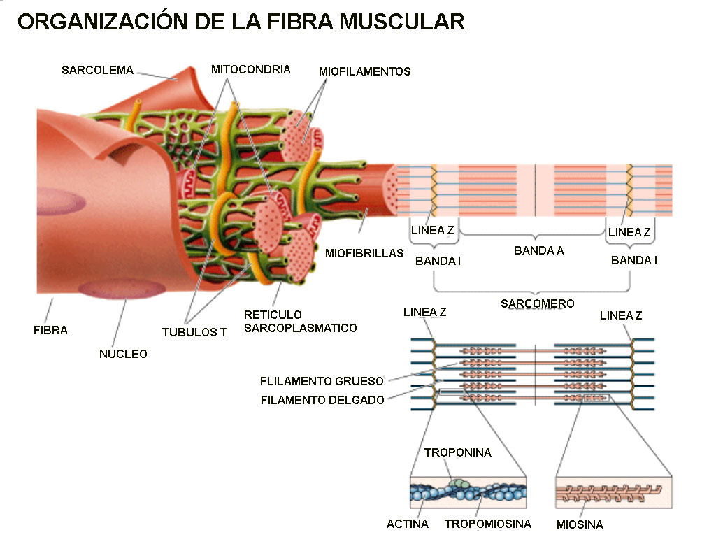 Educación de tu Salud : Contracción Muscular (explicación abreviada) Educación de tu Salud : Contracción Muscular (explicación abreviada)