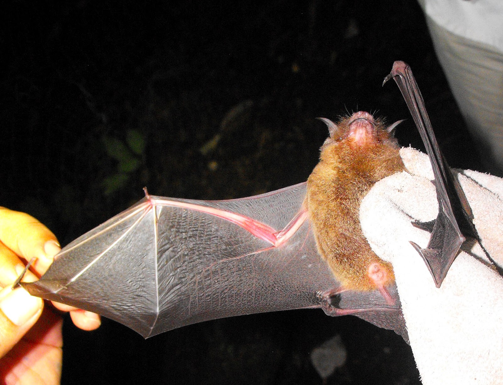 Central America: New Rainforest Mammals