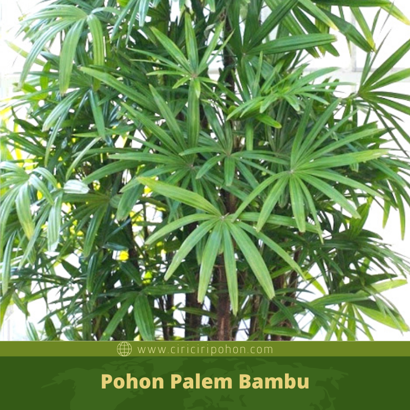 Kelebihan Pohon Palem Bambu yang Penting Untuk Diketahui ...