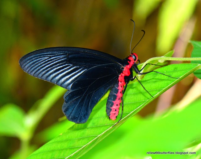 The Forested Path (and Beyond): BUTTERFLIES of RAUB: The Common Batwing ...