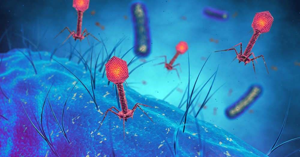 3 different types of phages and their functions | R.E.D Labs