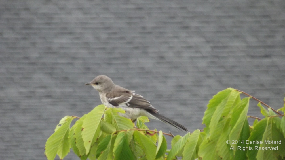 NORTHERN MOCKINGBIRD