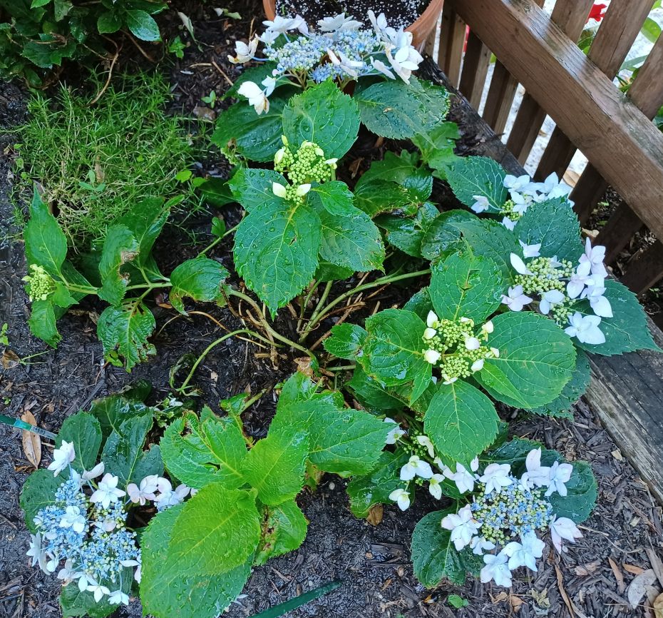 Future Plants by Randy Stewart: Hydrangea - Other Species