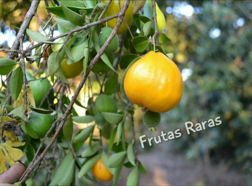 Eugenia pyriformis - Uvaia-piriforme, Uvaia, Uvalha, Uvalha-do-campo