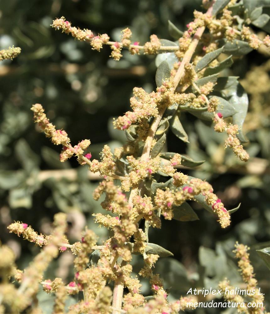 Menuda Natura: Atriplex halimus L.