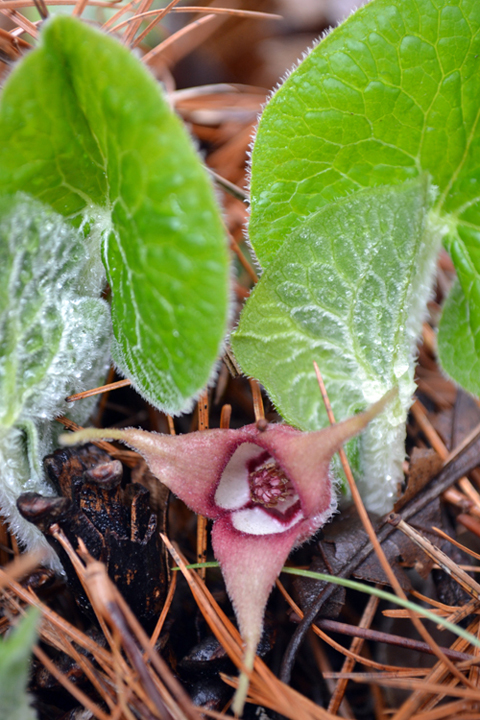_CabinGirl: Canadian Wild Ginger