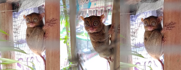 Melihat Tarsius di Belitung, Primata Terkecil di Dunia Bermata Besar ...