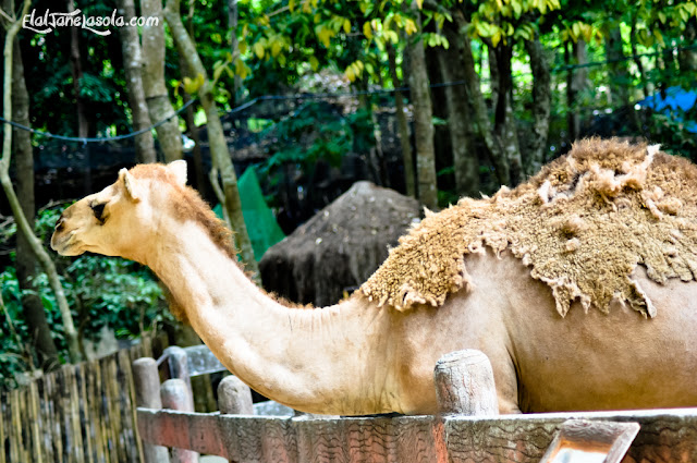 Elal Lasola Travel & Photography: Subic | Zoobic Safari