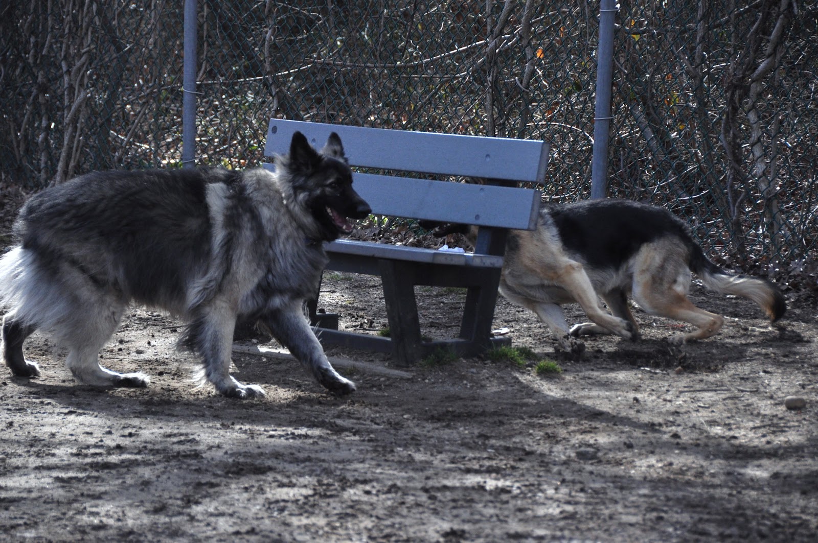 Cooper's Shiloh Shepherd Blog