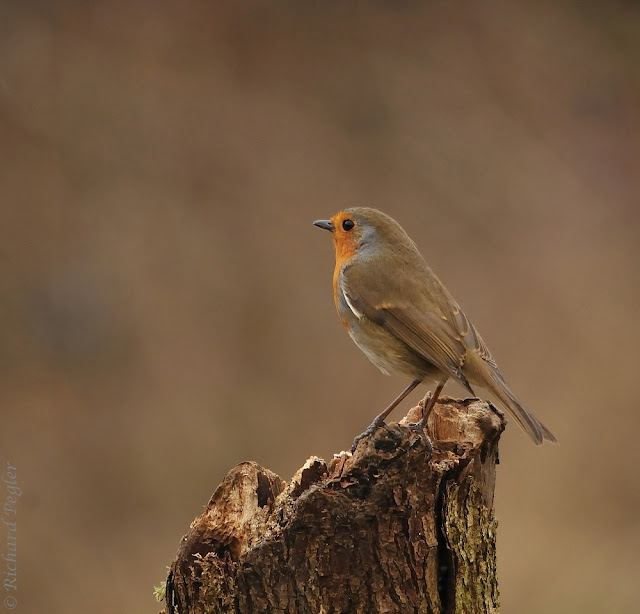 Pegler Birding: Bitting and Bobbing (and an owl or two!) - mid-February ...