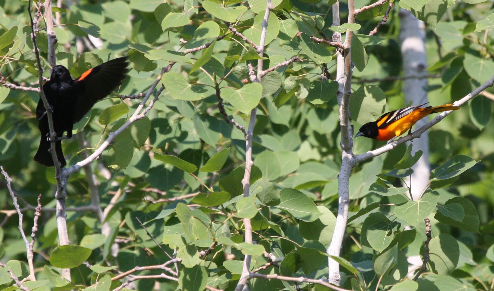 Such-n-Such Bird Blog