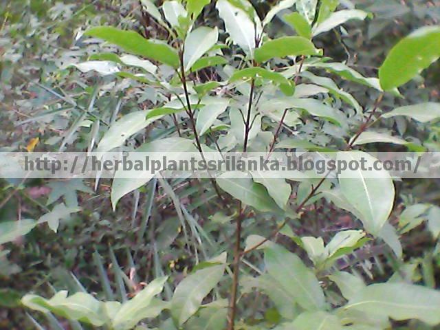 අංකෙන්ද