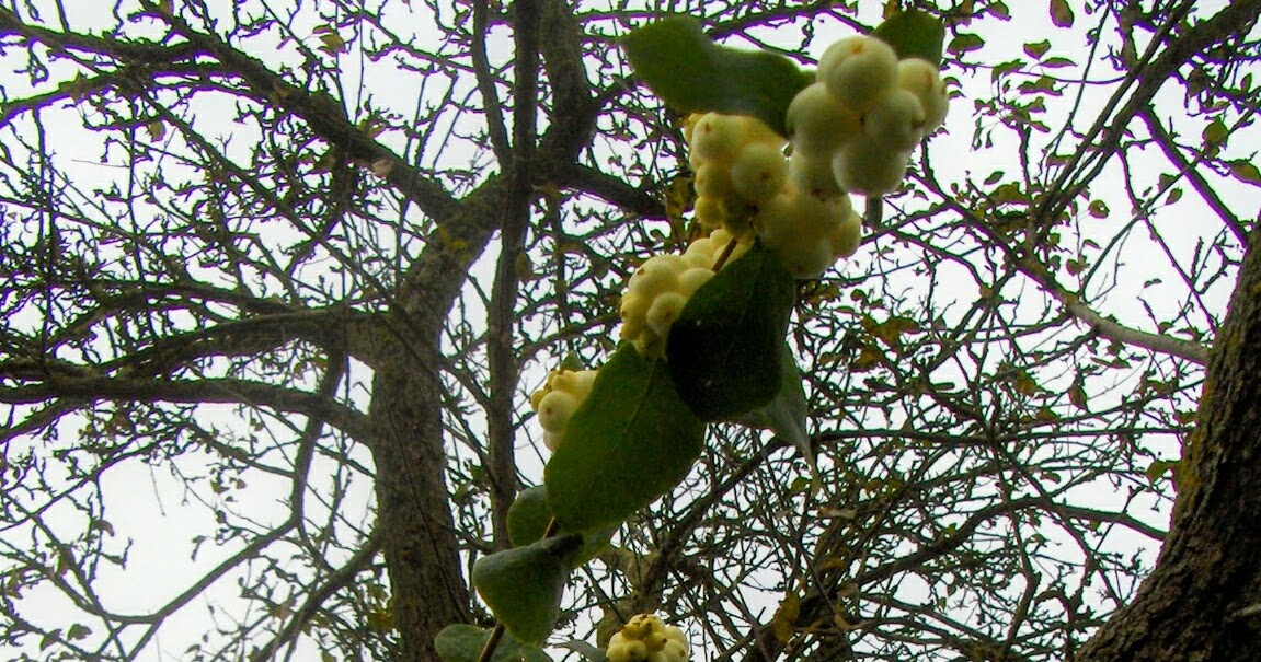 Karen`s Nature Photography: Snowberry Bush in Front of Appletree.