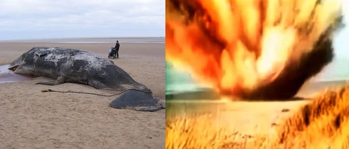 Why Does a Decomposing Whale Explode? Why Dead Whales Are So Dangerous ...