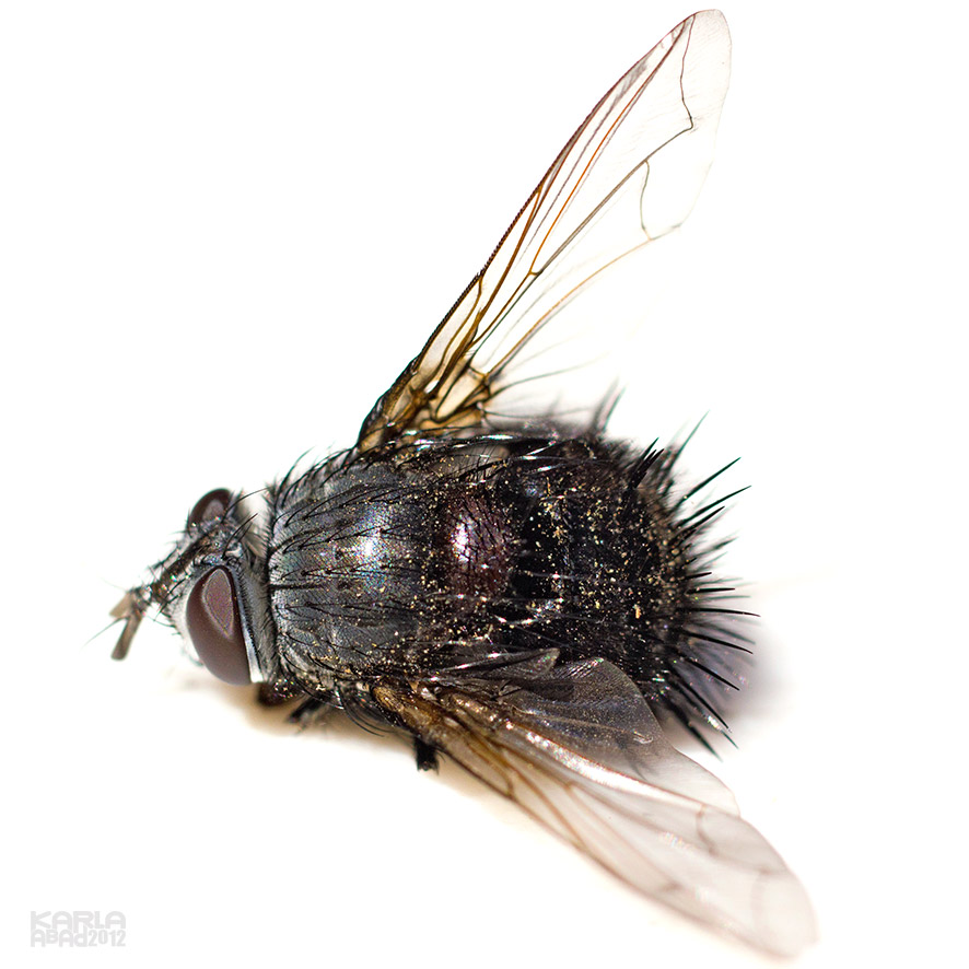 Mosca panteonera
