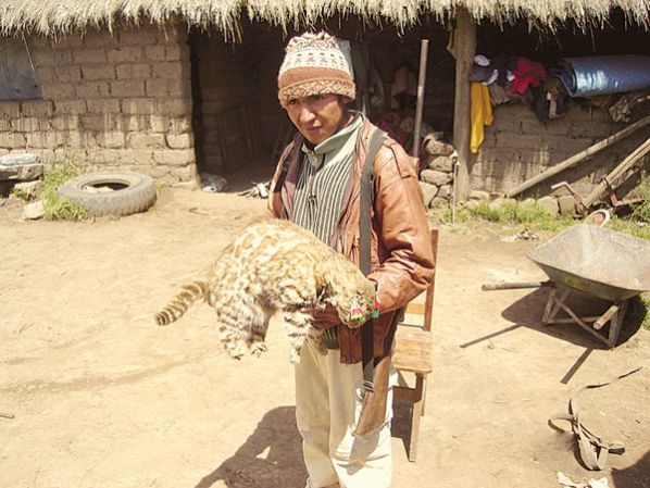 El Gato Andino on emaze