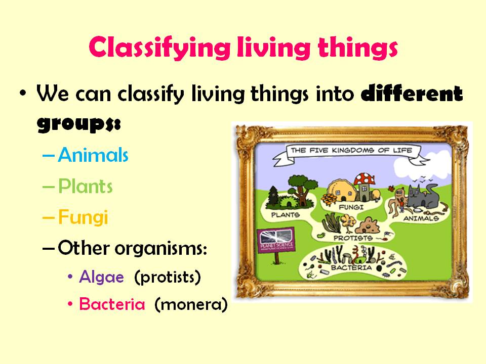 KINGDOMS:CLASSIFICATION OF LIVING THINGS ~ MY ENGLISH AND SCIENCE