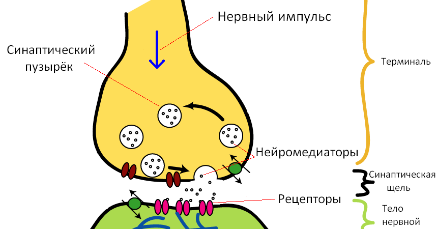Mekanisme Kerja Sinaps ~ Rijki Ramdani