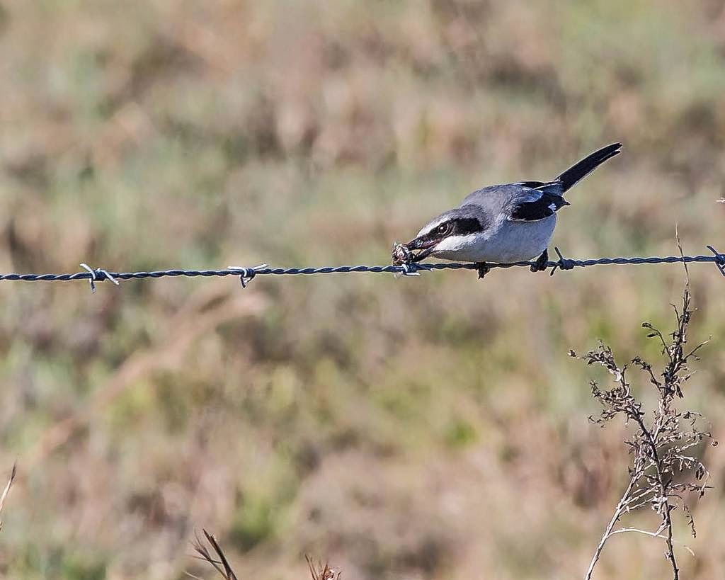 Why the Loggerhead Shrike is Also Known as The Butcher Bird | The Ark ...