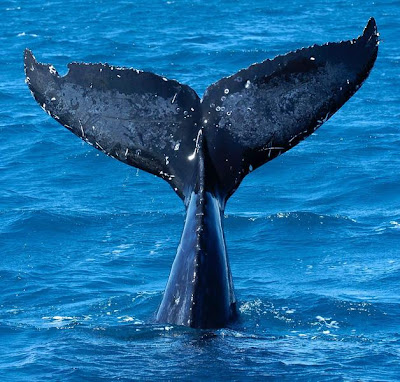 AL VUELO DE UN QUINDE EL BLOG: BIODIVERSIDAD Y AGUA: Las ballenas ...