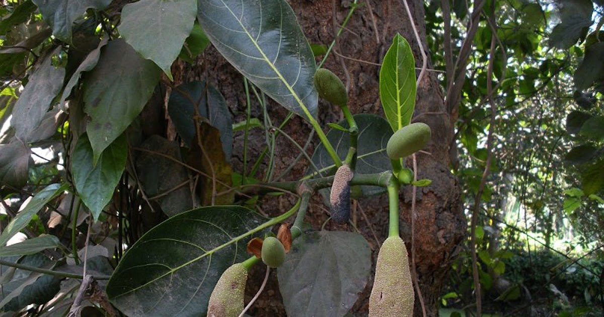Medicinal Plants: Artocarpus heterophyllus Jackfruit tree panasa pazha pala