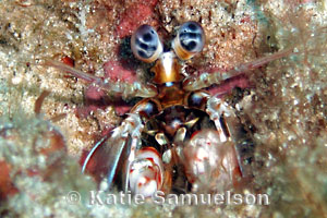 HIMB Community Education Program: 3 Foot Shrimp - with lots eyes - and ...