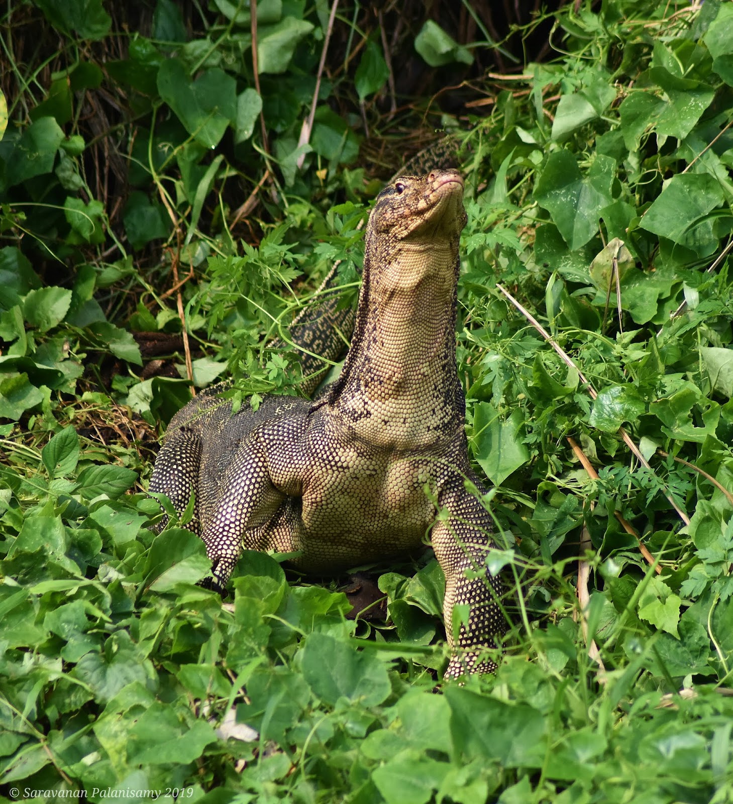 Walk With Me: 12.10.2019 Asian Water Monitor