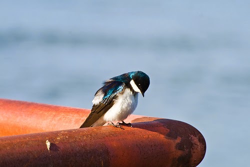 Sad Birds I am so Lonely I'm So Lonely...