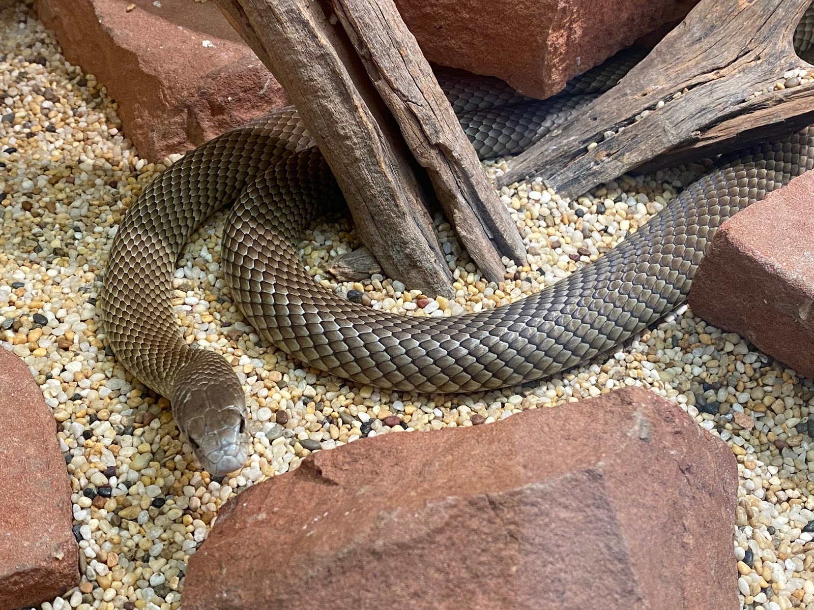 Flying Pig Tales - A Travel Blog: What's New in Uluru, Alice?