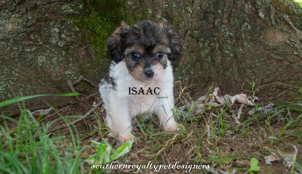 Southern Royalty Pet Designers: Cavaton puppies July 26th, 2021