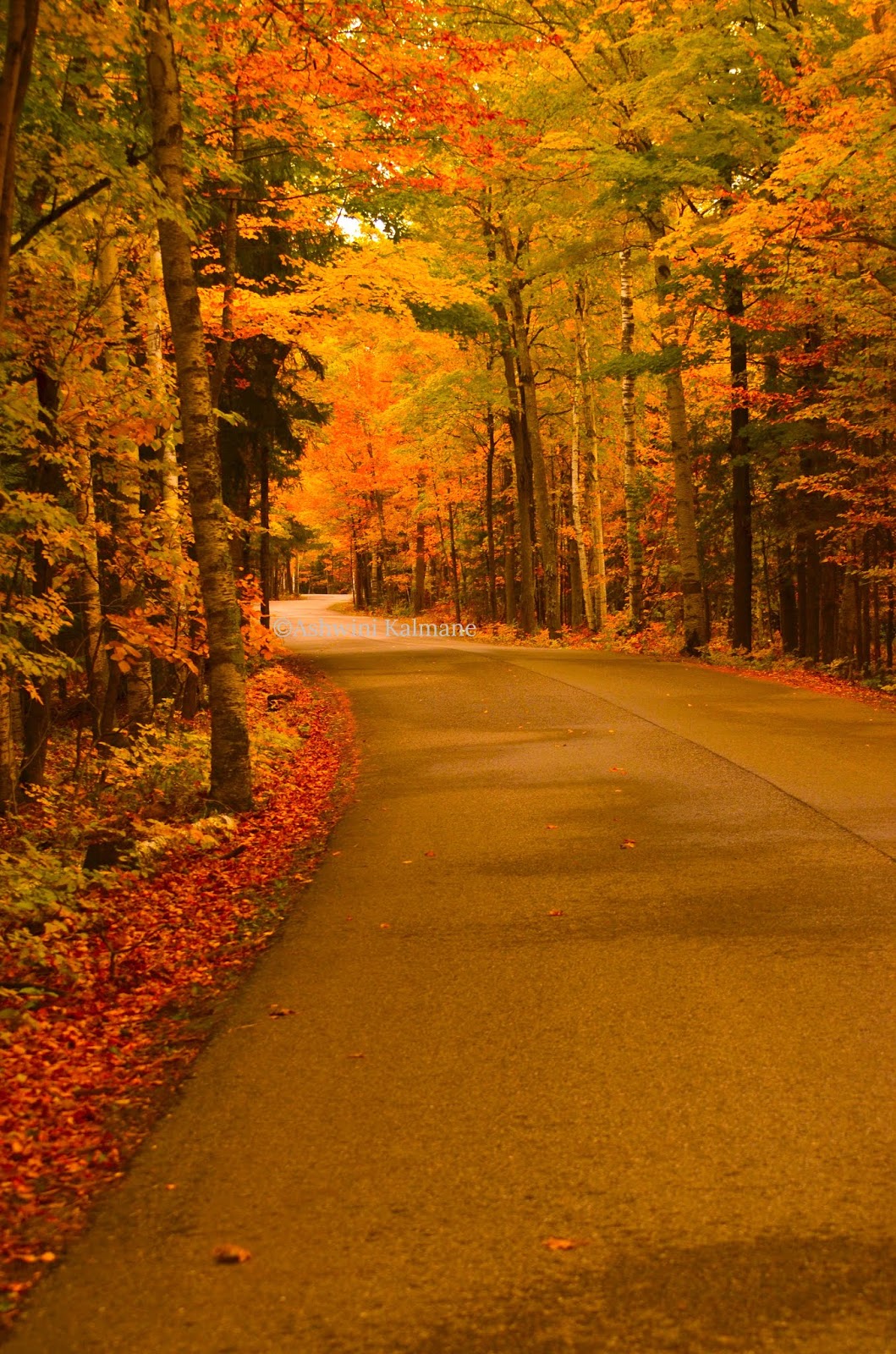 I Capture, I Paint, I Write ... : Autumn is a second spring when every ...