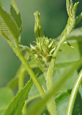 Northern Pecans: Pecan pollination season begins