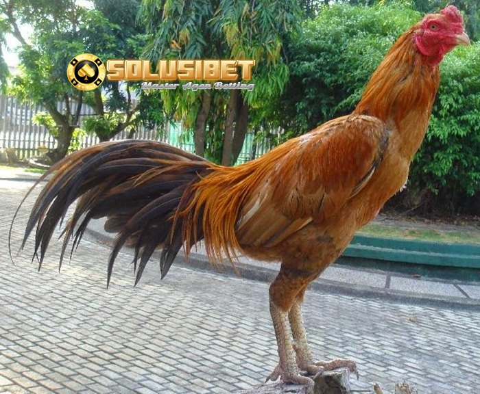 Keunggulan Ayam Bangkok Wangkas Emas - Panduan Cara Main Sbobet Keunggulan Ayam Bangkok Wangkas Emas - Panduan Cara Main Sbobet