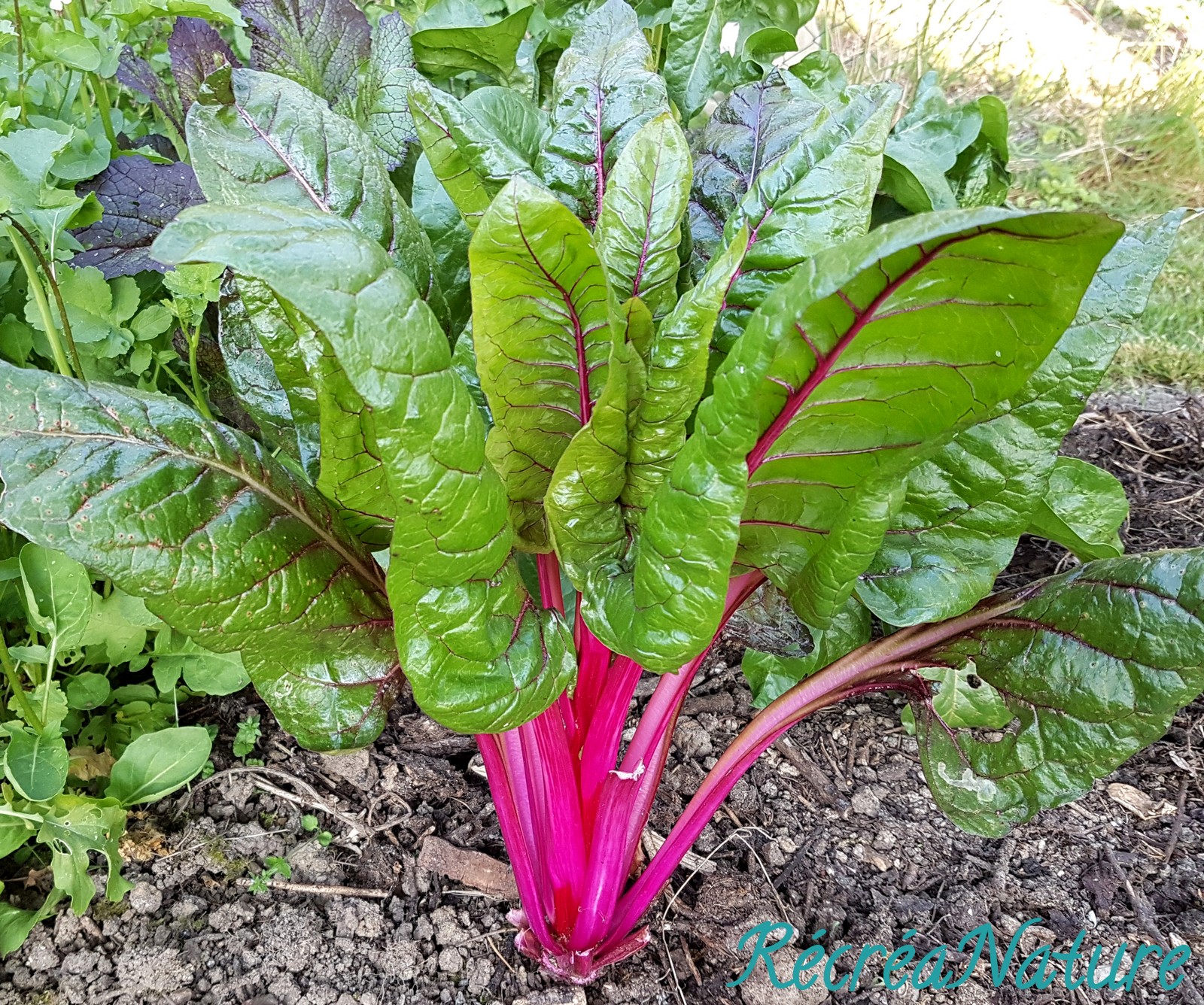 Tarte au Comté, Fromage à la Crème et Blettes {Bettes} du Jardin