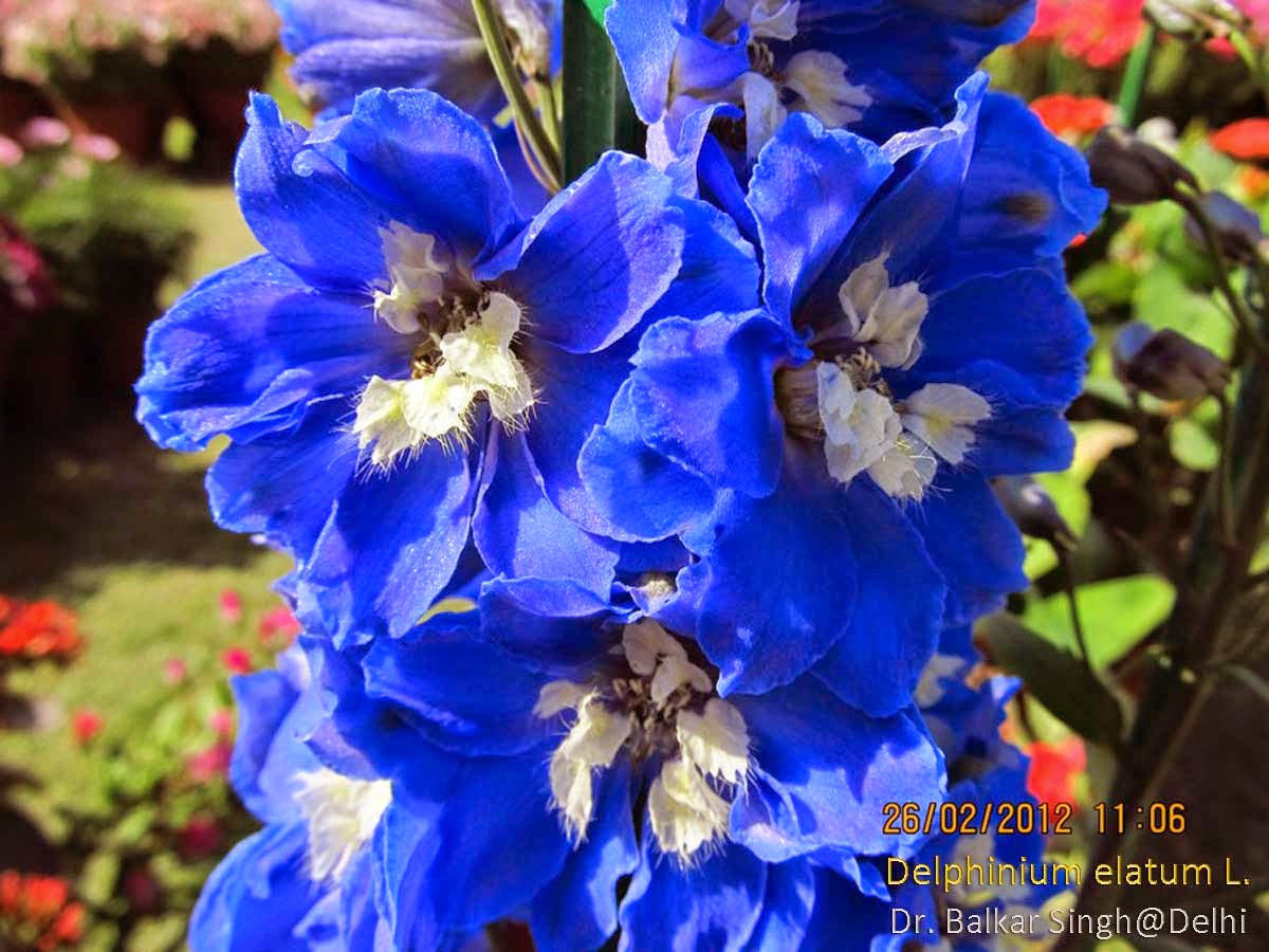 Medicinal Plants: Delphinium elatum, Nirvisha