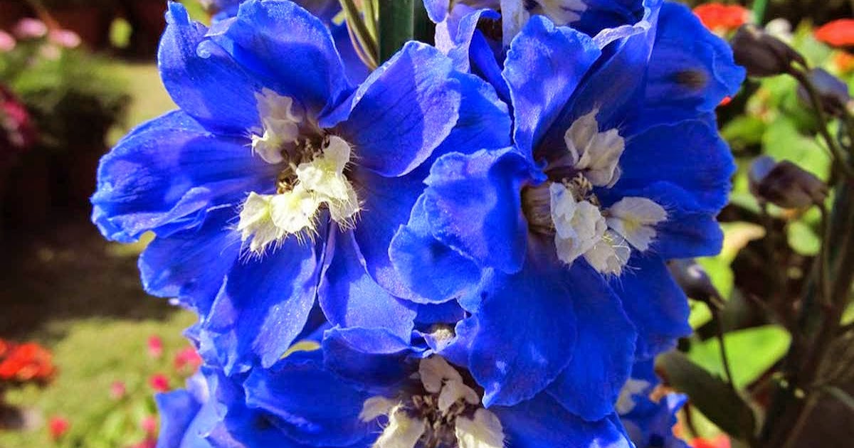 Medicinal Plants: Delphinium elatum, Nirvisha