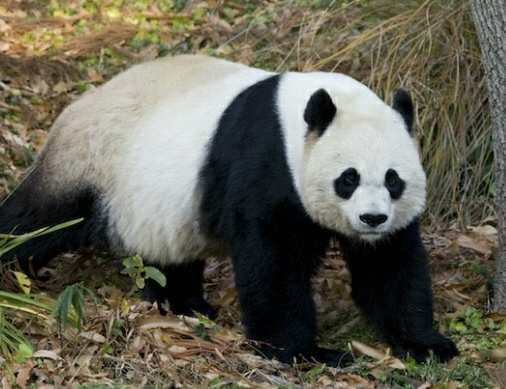 Gokil 52+ Gambar Panda Imut