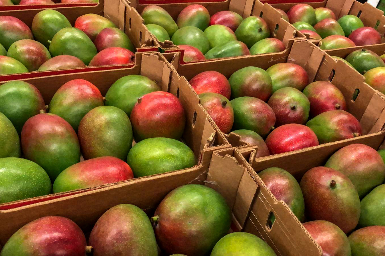 Proceso Mango Kent | Chankillo Farmers Perú