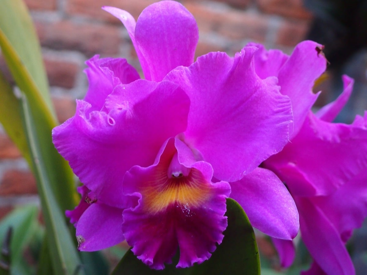 Cattleya (orquídea) - Id Plantae