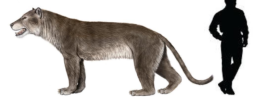 Los animales en la prehistoria: Amphicyon ingens
