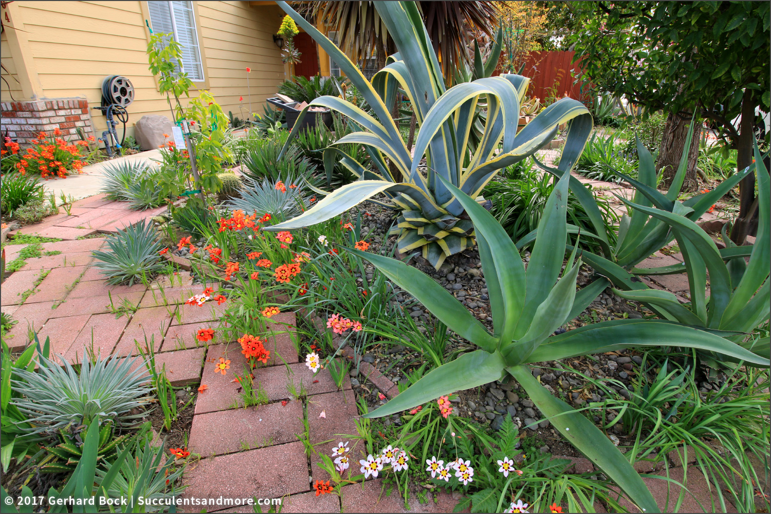 Sparaxis explosion in Marta's succulent garden