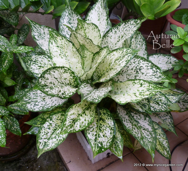 My Tropical Plants Finder: Aglaonema costatum f. foxii cultivar