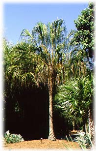 Palm Trees: Ribbon Palm - Livistona decipiens - Ribbon Fan Palm