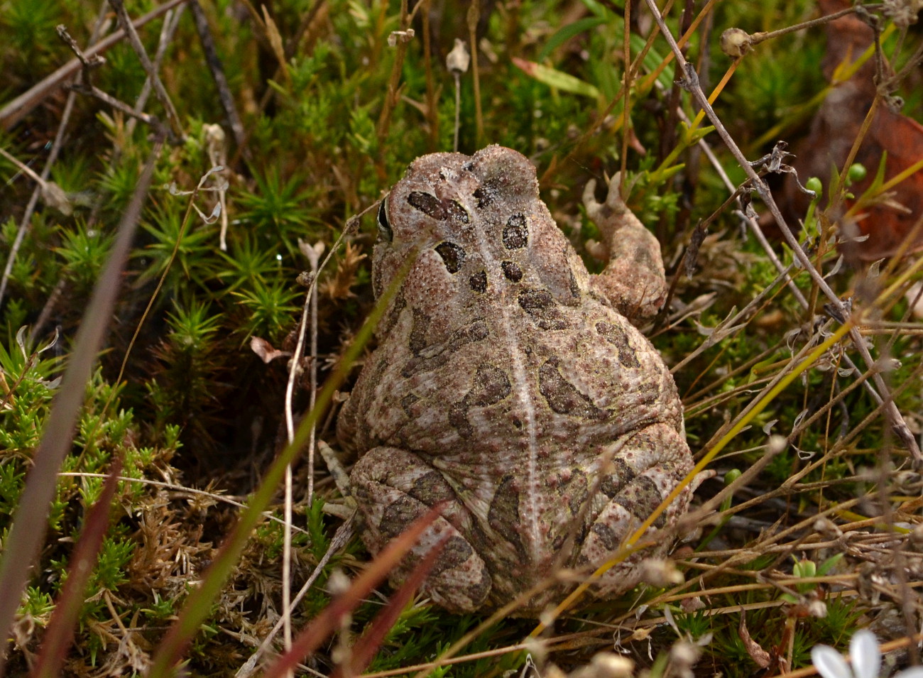 Woods Walks and Wildlife: July 2014