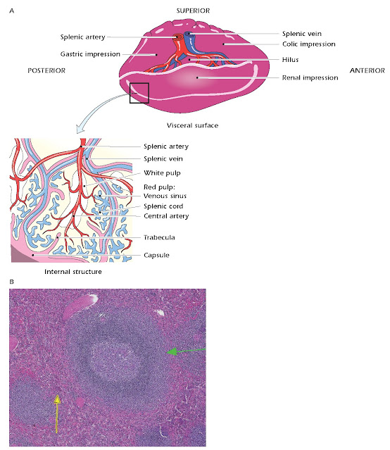CELLS AND ORGANS INVOLVED IN ADAPTIVE IMMUNITY - wikitomy