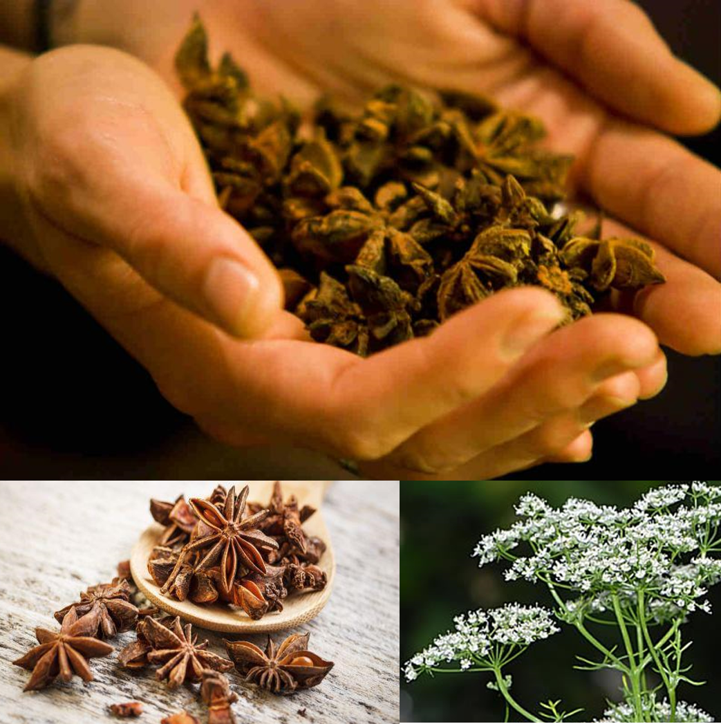 El ANÍS es Milagroso y útil. No te lo puedes perder. ~ Natwiki