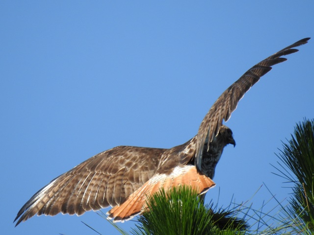 " Welcome to Lavender Dreams ": Red-Tailed Hawk and Kites