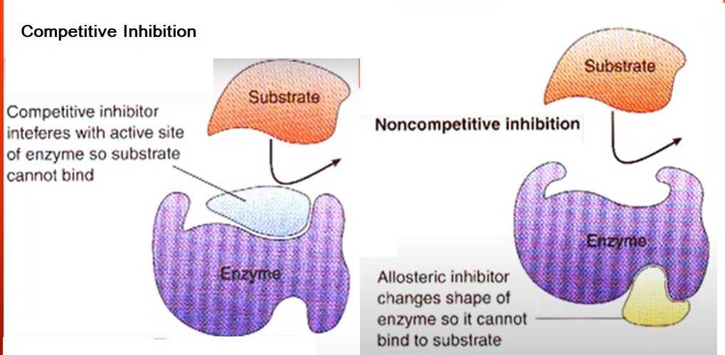 BIOLOGI GONZAGA: ENZIM METABOLISME
