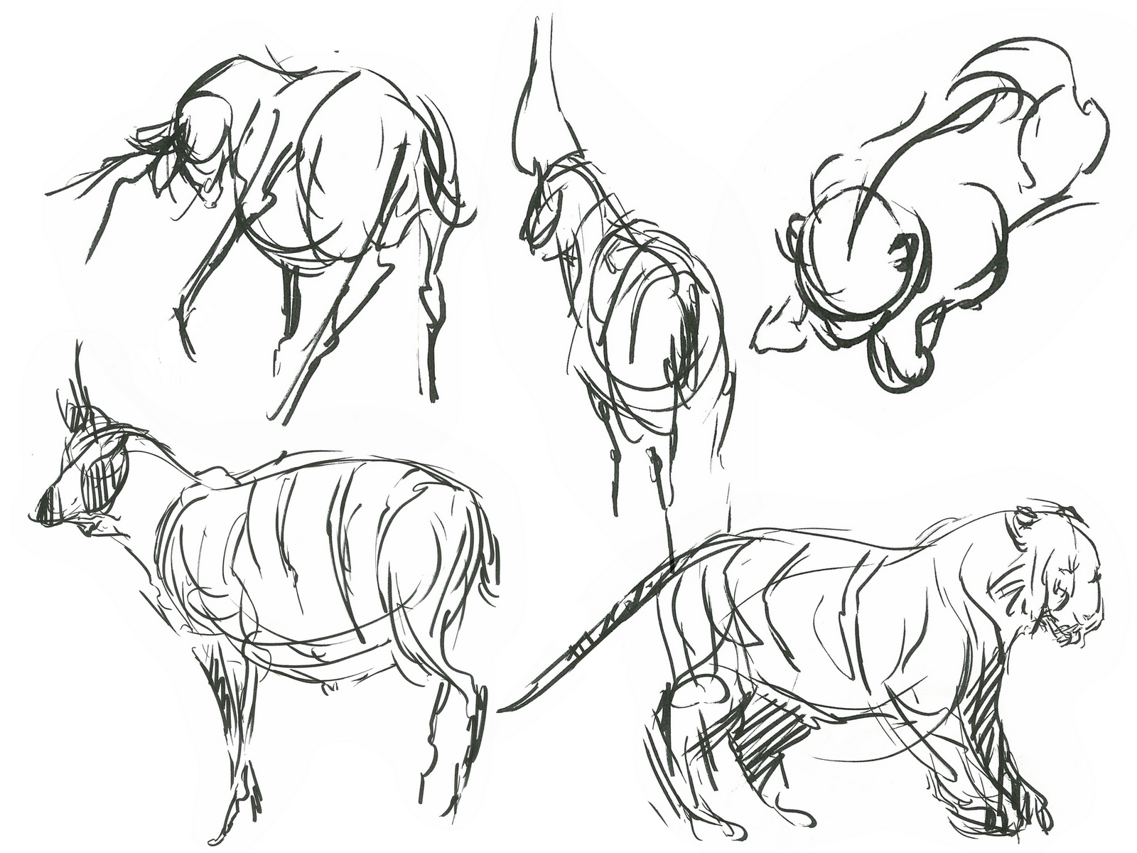 the Art of Janine Antolin: Animal Life Drawing with Joe Weatherly!